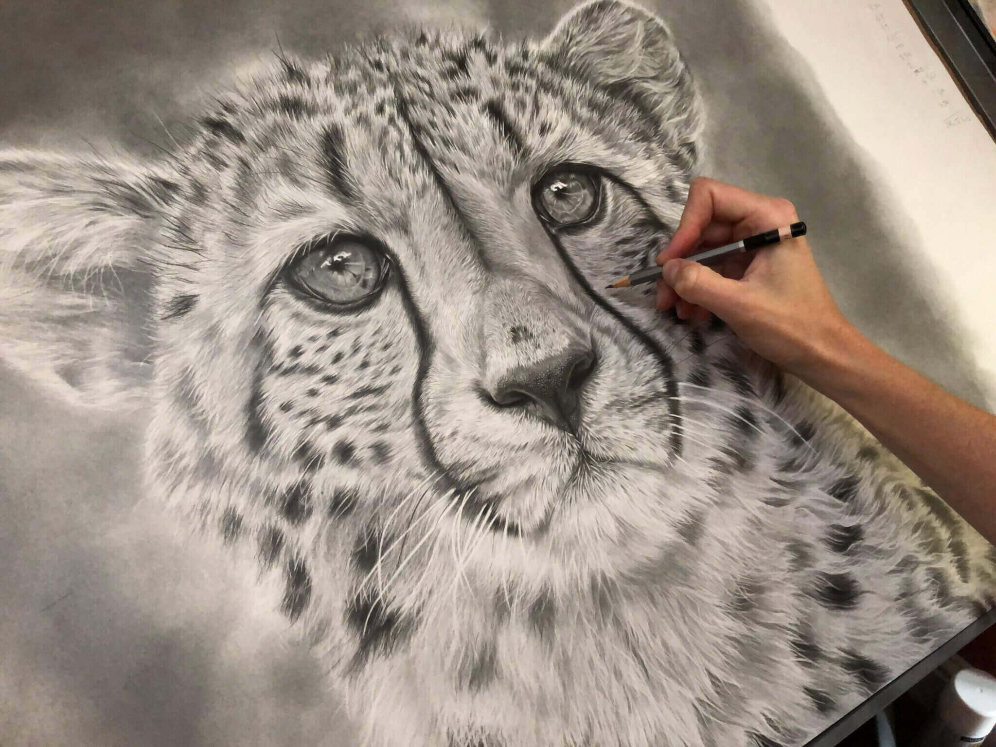 Drawing Cheetahs Large And Small Jess Ridley Art