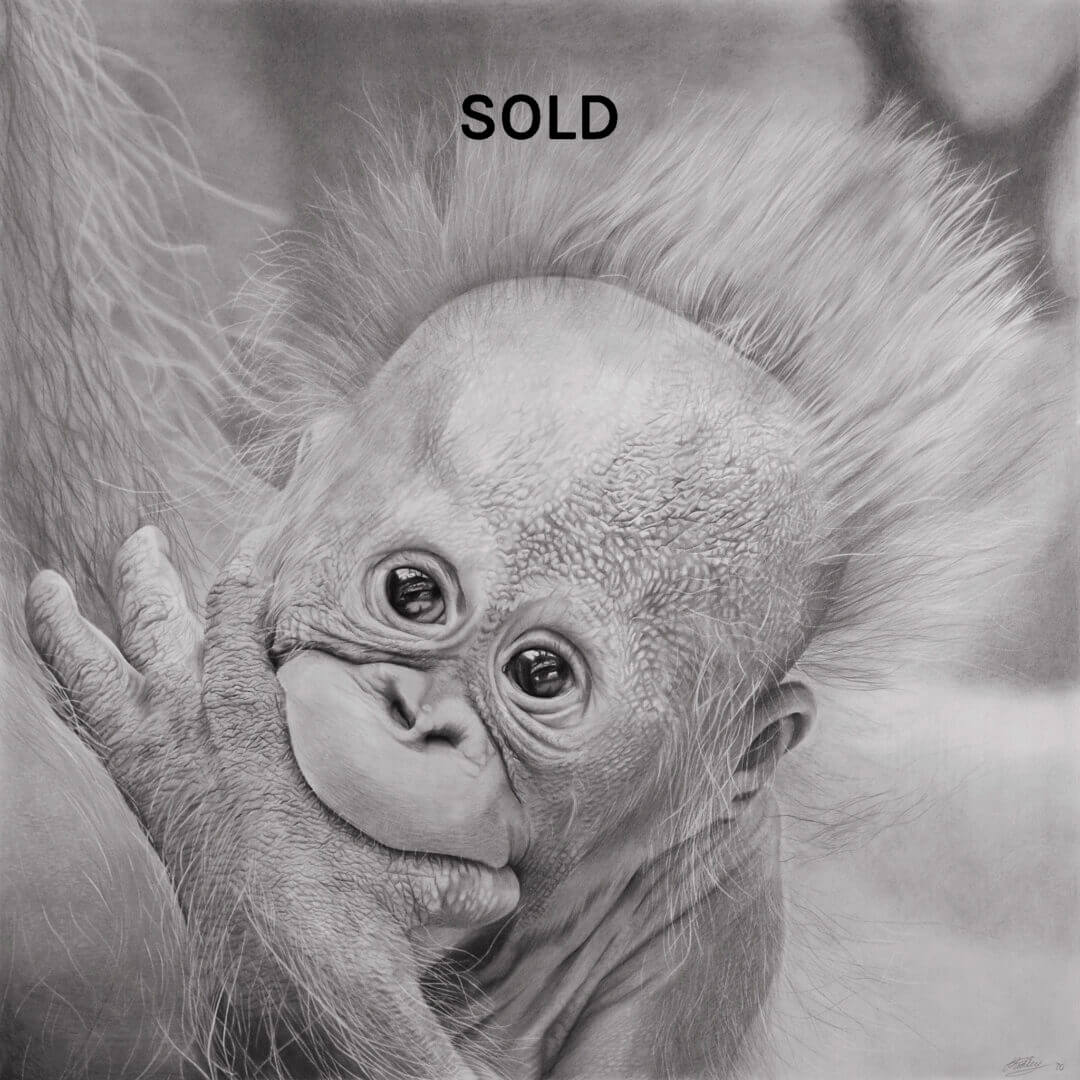 HOPE | ORANGUTAN DRAWING - Jess Ridley Art