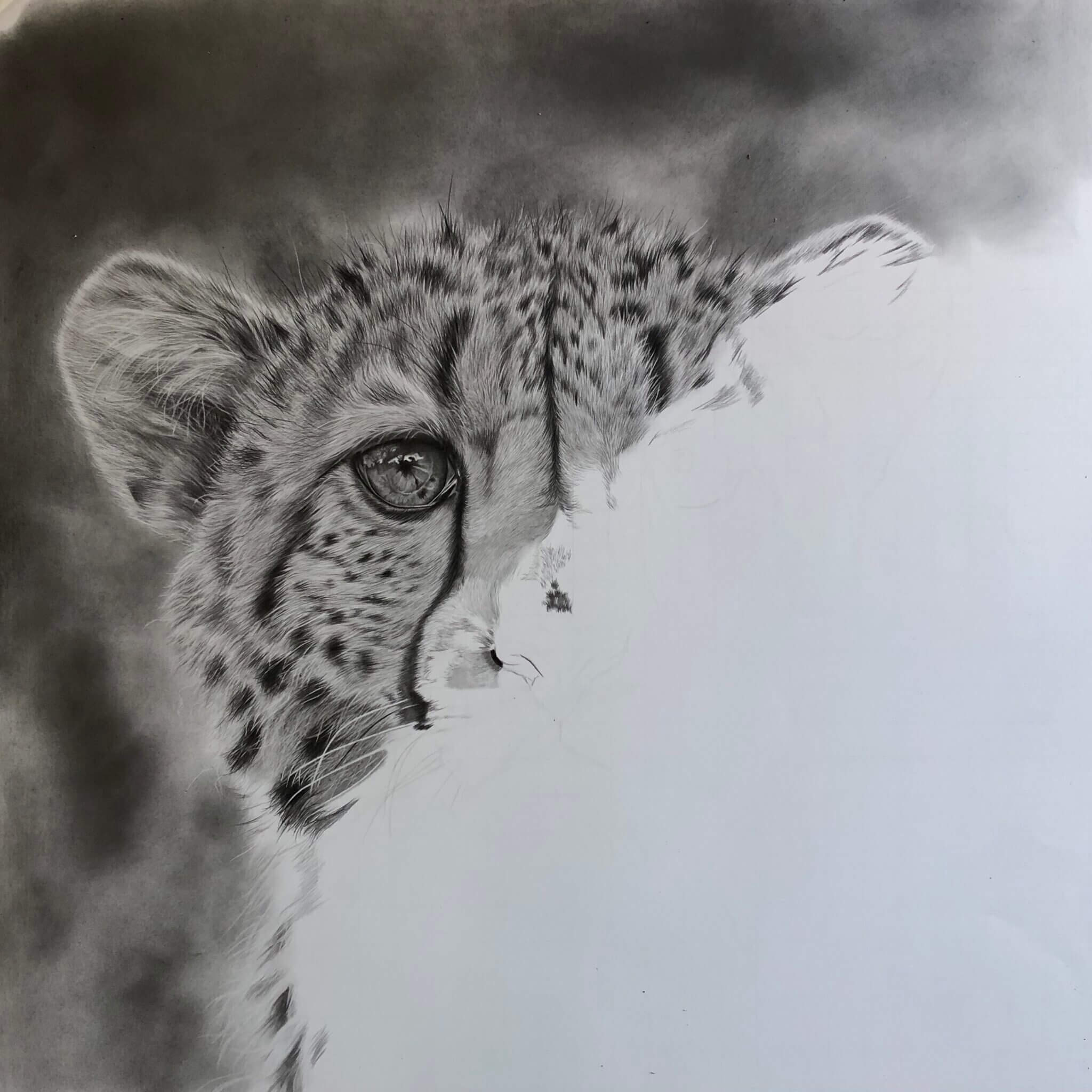 Drawing cheetahs large and small - Jess Ridley Art