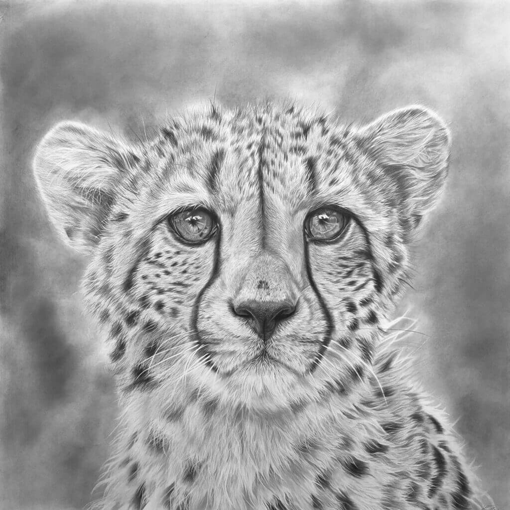 Drawing cheetahs large and small - Jess Ridley Art