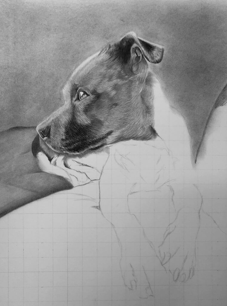 Dog Portraits - Drawing Nero - Jess Ridley Art