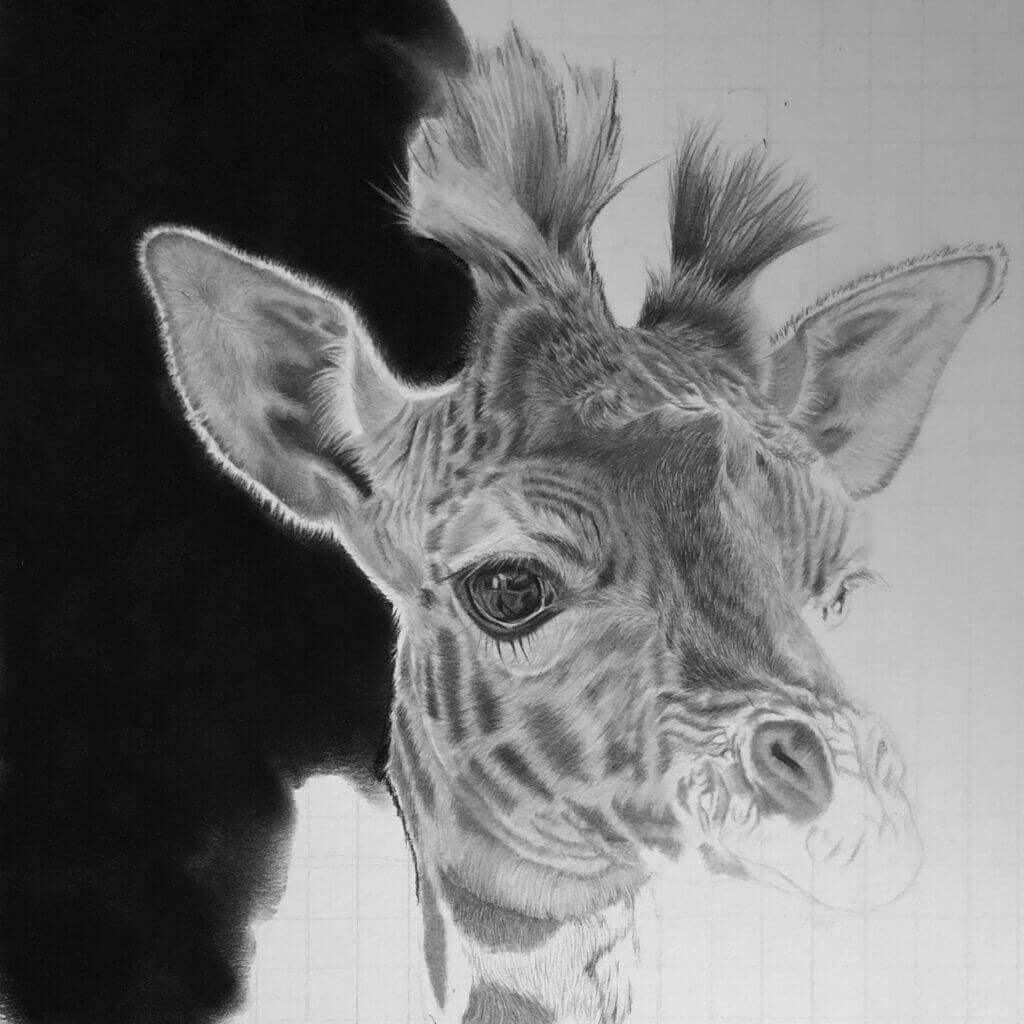 Drawing 'Tuft' The Giraffe - Jess Ridley Art