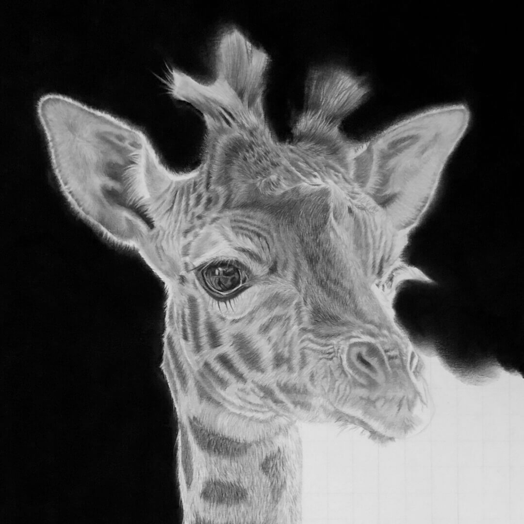 Drawing 'Tuft' The Giraffe - Jess Ridley Art