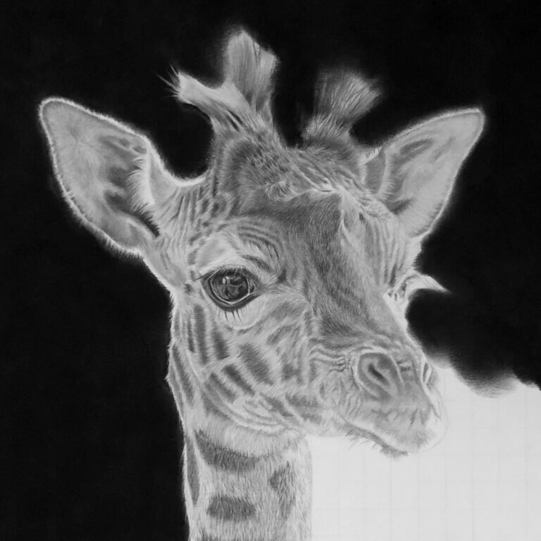 Drawing 'Tuft' The Giraffe - Jess Ridley Art