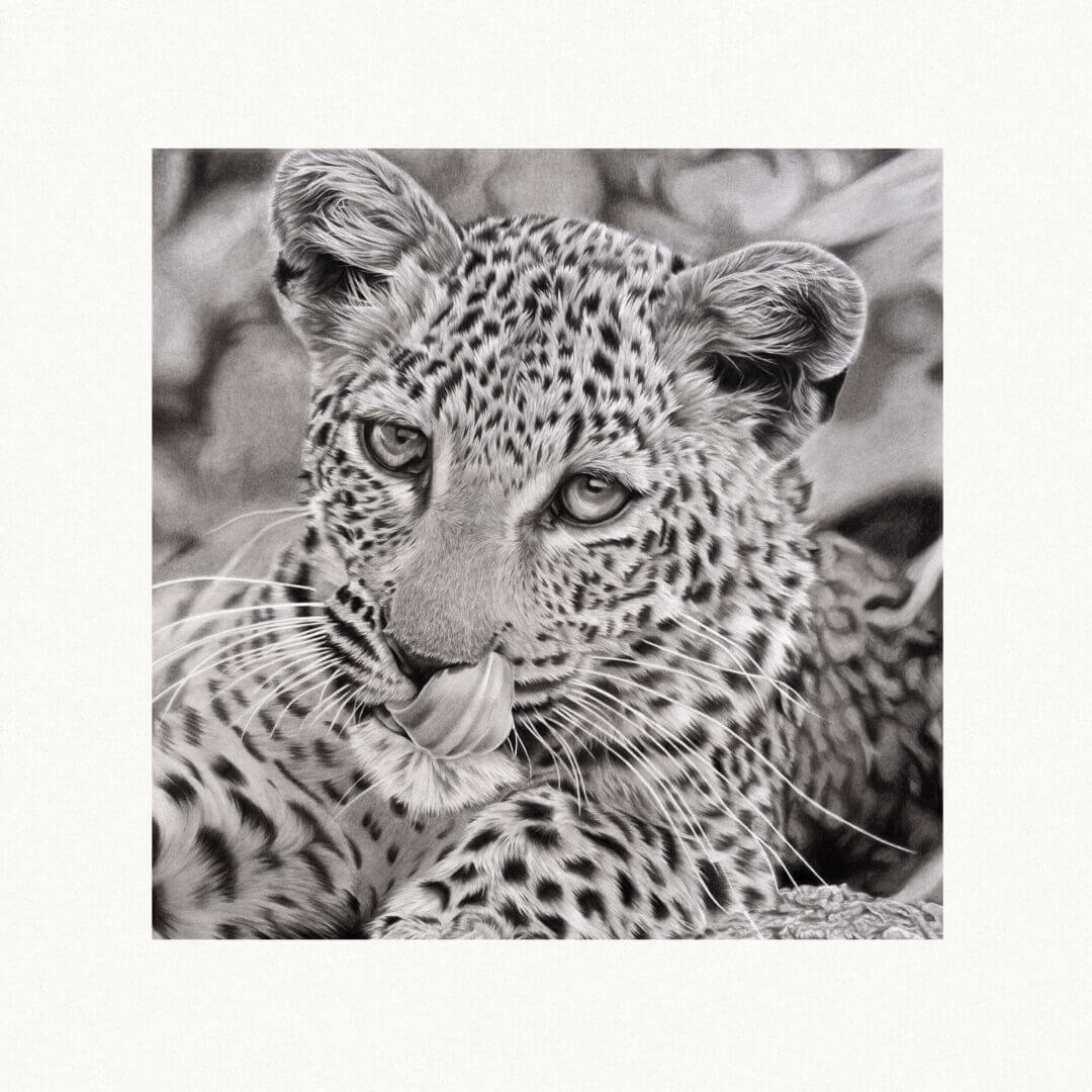 CHIPS | LEOPARD DRAWING - Jess Ridley Art